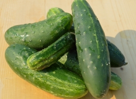 LegumeFericite.ro - Legume eco, fructe bio, ferma ecologica ...