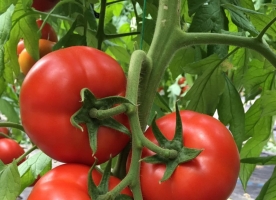 LegumeFericite.ro - Legume eco, fructe bio, ferma ecologica - Rosii eco ...