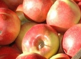 LegumeFericite.ro - Legume eco, fructe bio, ferma ecologica - Mere ...