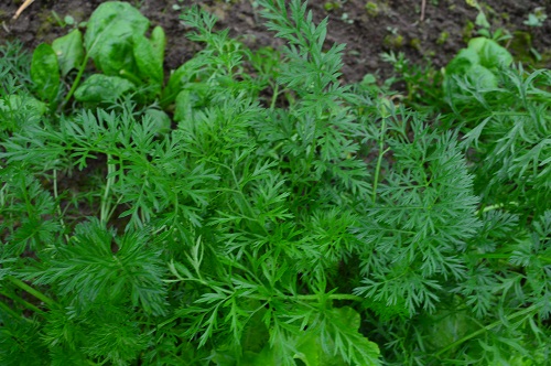 LegumeFericite.ro - Legume eco, fructe bio, ferma ecologica - Frunzele ...